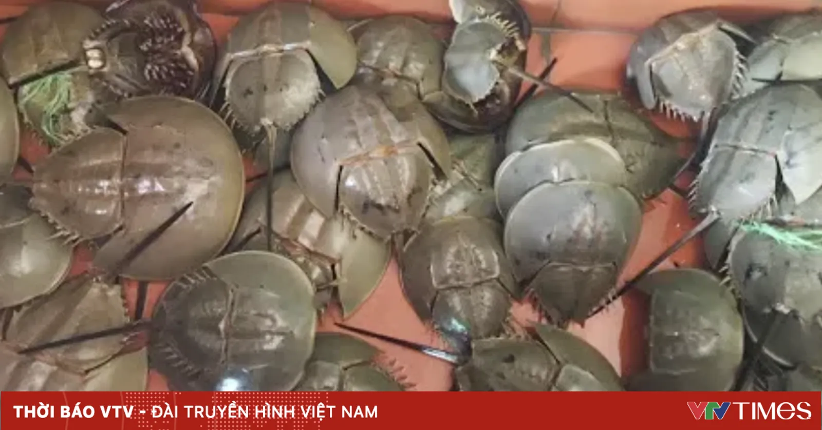 Cảnh báo ngộ độc nguy hiểm do nhầm lẫn con so và con sam