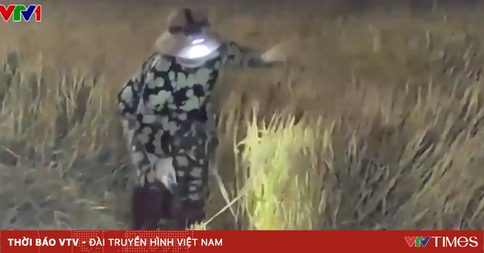 Cắt lúa lúc nửa đêm, chặt mía từ 2 giờ sáng để tránh nắng