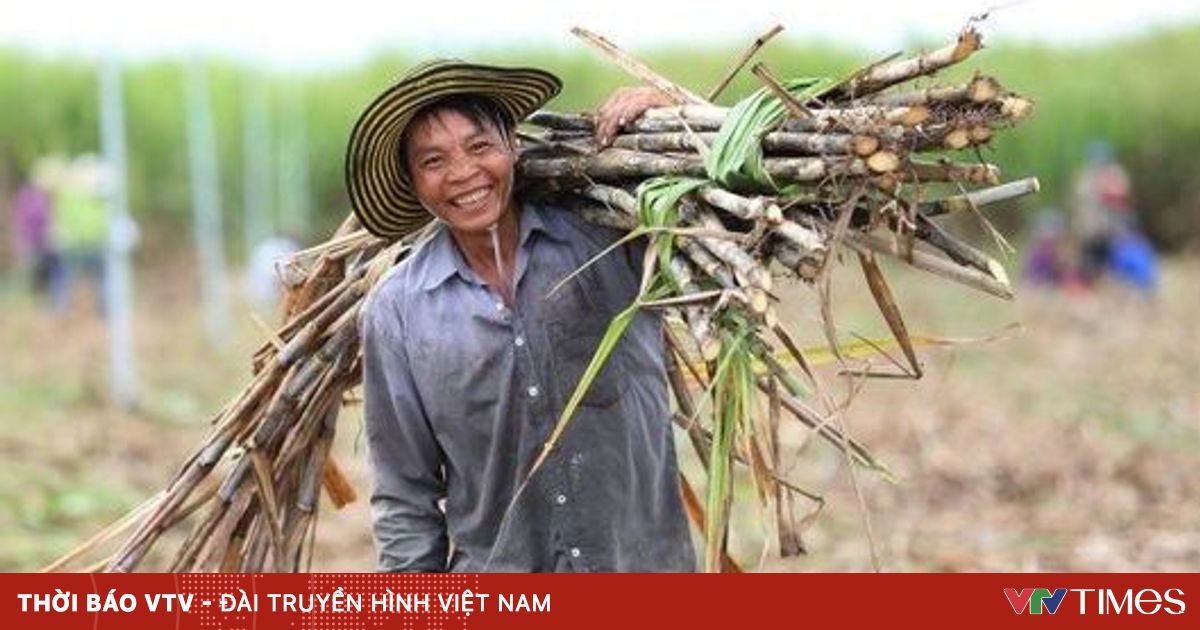 Doanh nghiệp mía đường điêu đứng vì đường lậu