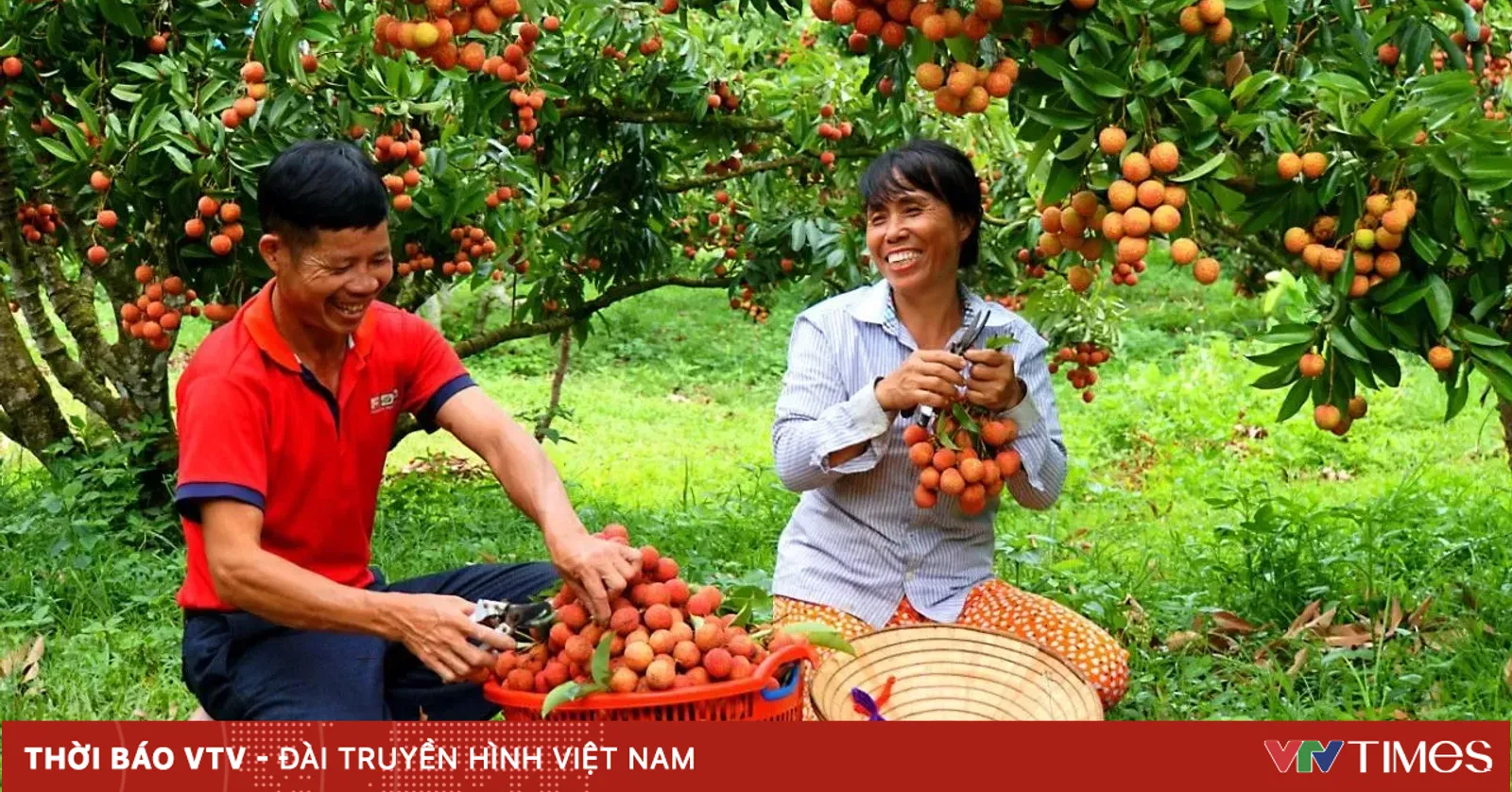 Vải vào vụ sớm, đơn hàng xuất khẩu tăng vọt