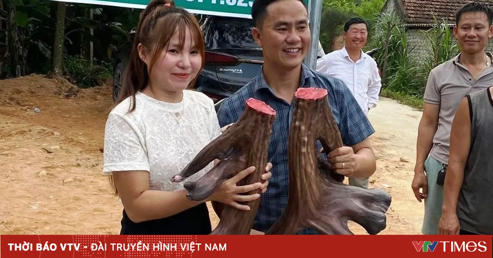 Độc đáo cặp nhung nai "khủng" ở Nghệ An giá gần 100 triệu đồng