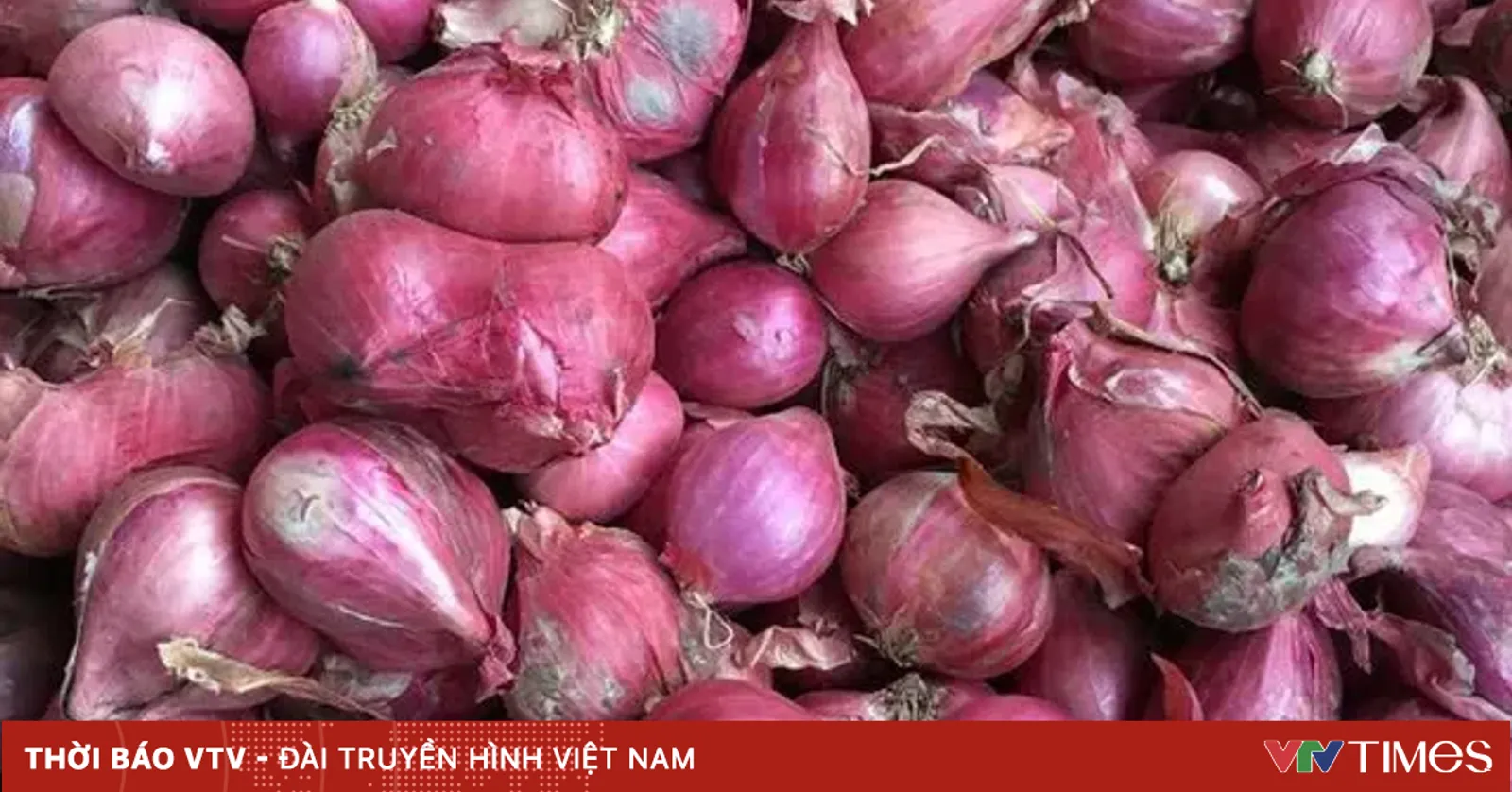 Hành tím Ninh Thuận chinh phục thị trường thế giới