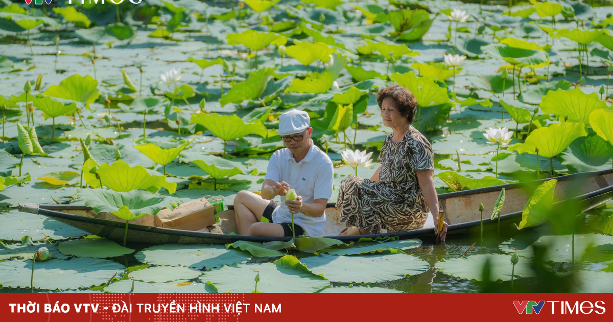 Trà sống giữa lòng sen trắng