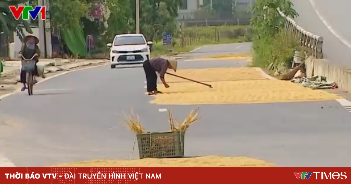 Phơi thóc lúa giữa quốc lộ, nguy cơ tai nạn giao thông rình rập