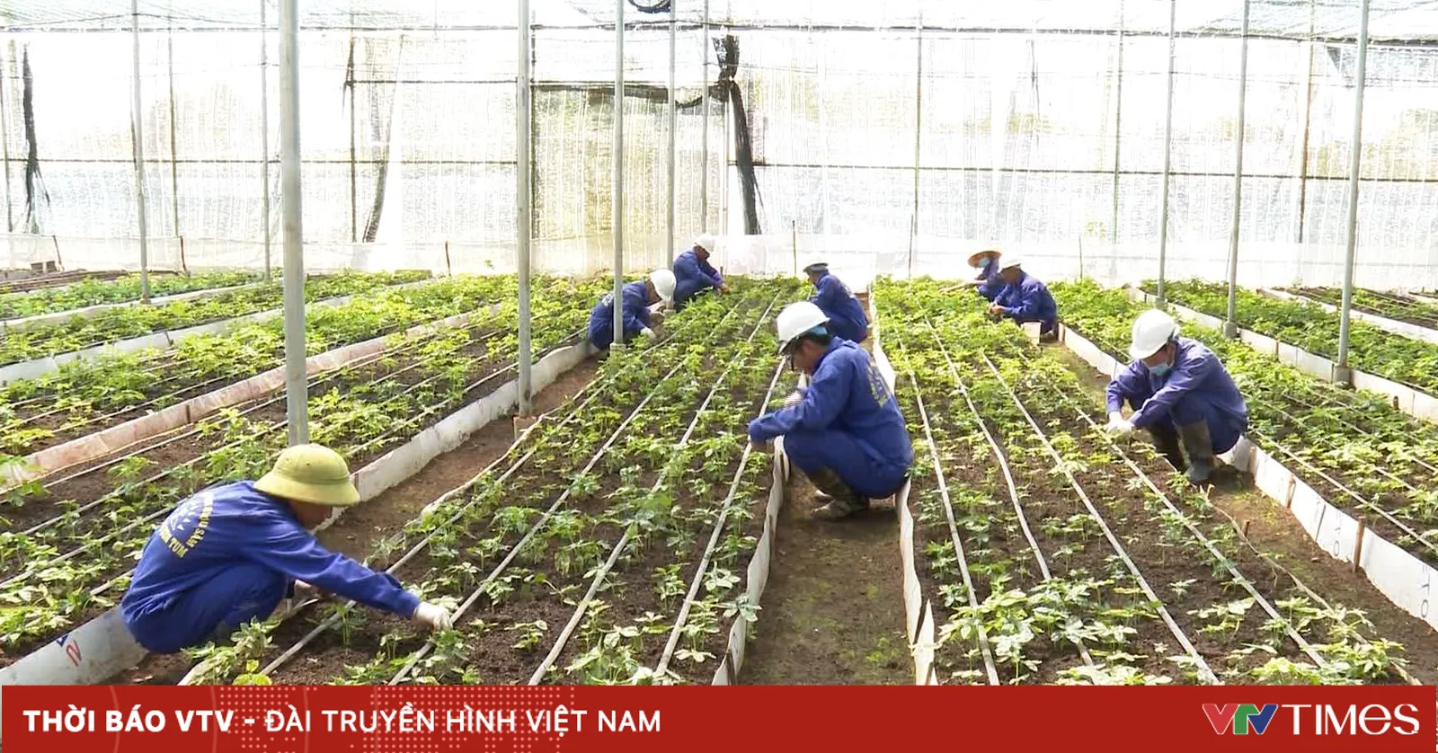 Kon Tum: Lo ngại "hợp pháp hóa" sâm trôi nổi