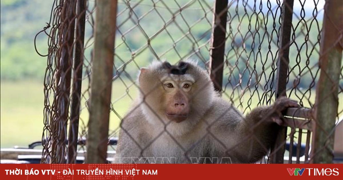 Lâm Đồng thả hàng trăm cá thể động vật hoang dã về môi trường tự nhiên