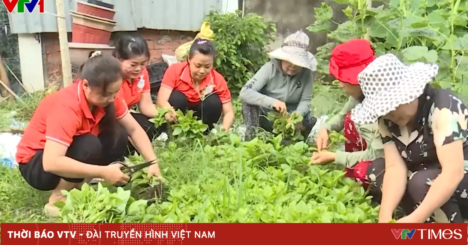 Người dân TP Hồ Chí Minh chung tay biến bãi rác thành vườn rau