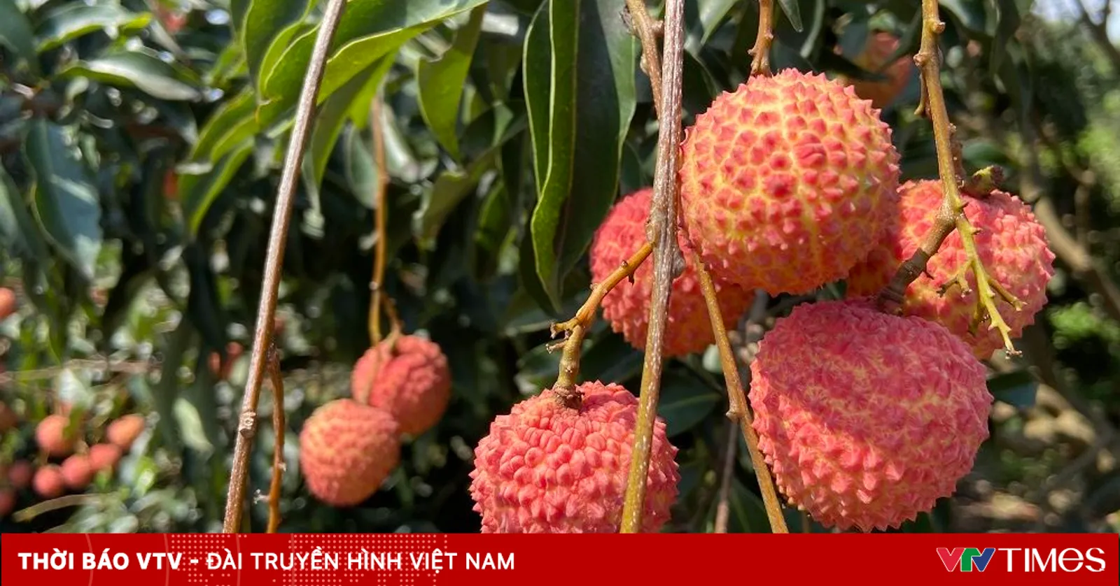 Sản lượng giảm mạnh, vải đầu vụ giá từ 50.000 - 70.000 đồng/kg