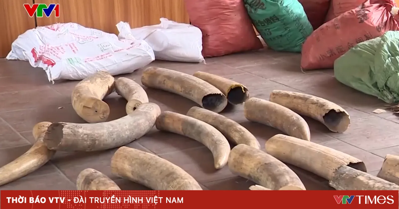 Bóc trần thủ đoạn buôn ngà voi, vảy tê tê: Cắt khúc ngà voi giống khối ...