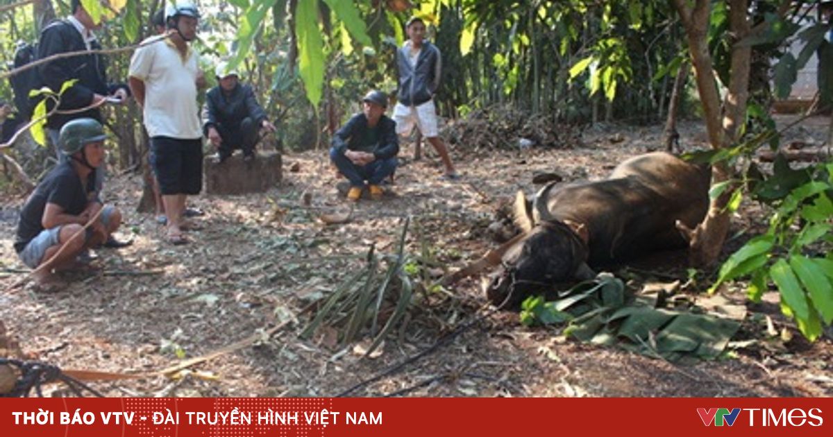 Gia Lai: Trâu điên húc 6 người nhập viện | VTV.VN