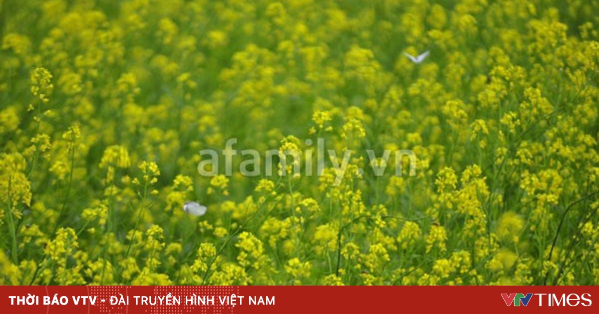 Đi chơi sớm ở 3 vườn hoa tuyệt đẹp tại Hà Nội