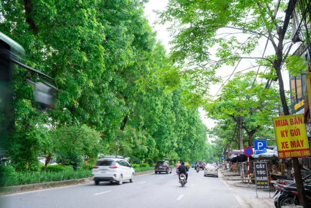 Hình ảnh hàng xà cừ cổ thụ xanh mát trên đường Láng | VTV.VN