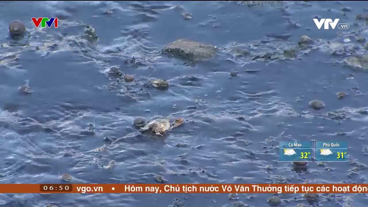 Hồ Linh Đàm đang bị ô nhiễm bởi nước thải - Video đã phát trên VTV | VTV.VN