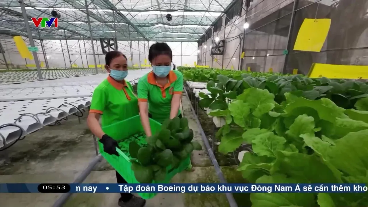 Rau xanh dồi dào phục vụ tiêu dùng Tết