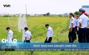 Nhức nhối nạn săn bắt chim yến