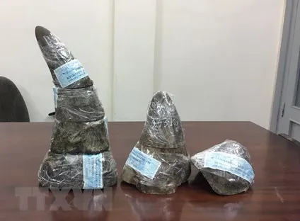 34kg of rhino horns seized at Noi Bai airport | VTV