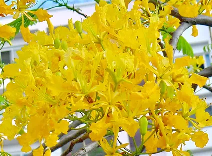 Yellow phoenix flowers attract tourists in Bao Loc | VTV