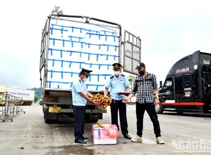 Over 2,000 tonnes of early maturing lychee exported through Lao Cai ...