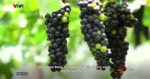 V - Việt Nam: Nho Phan Rang