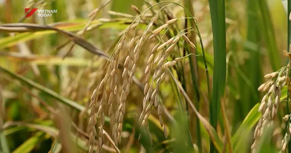 High-tech rice initiative