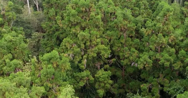 Preservation of rare water conifers